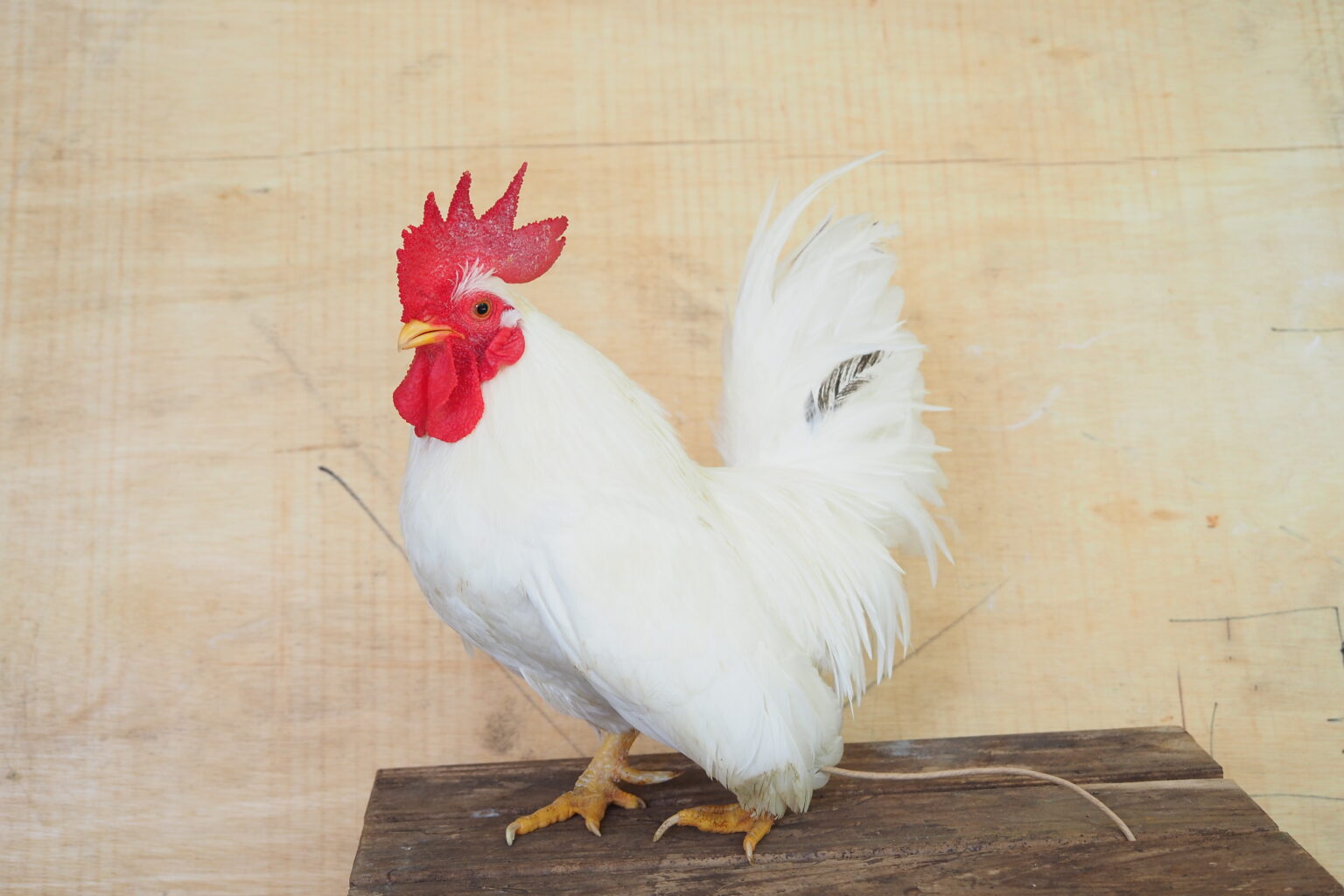 タンチョウヅルとニワトリ（チャボ）が新しく仲間入りしました！ | 沖縄こどもの国 - Okinawa Zoo & Museum