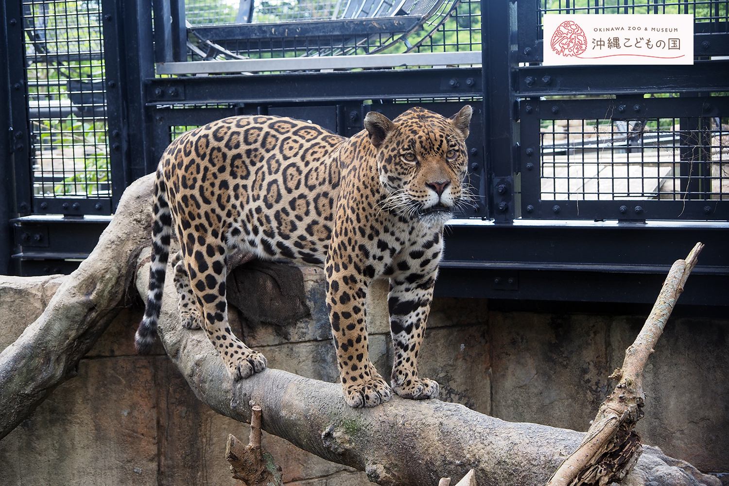ジャガー | 沖縄こどもの国 - Okinawa Zoo & Museum
